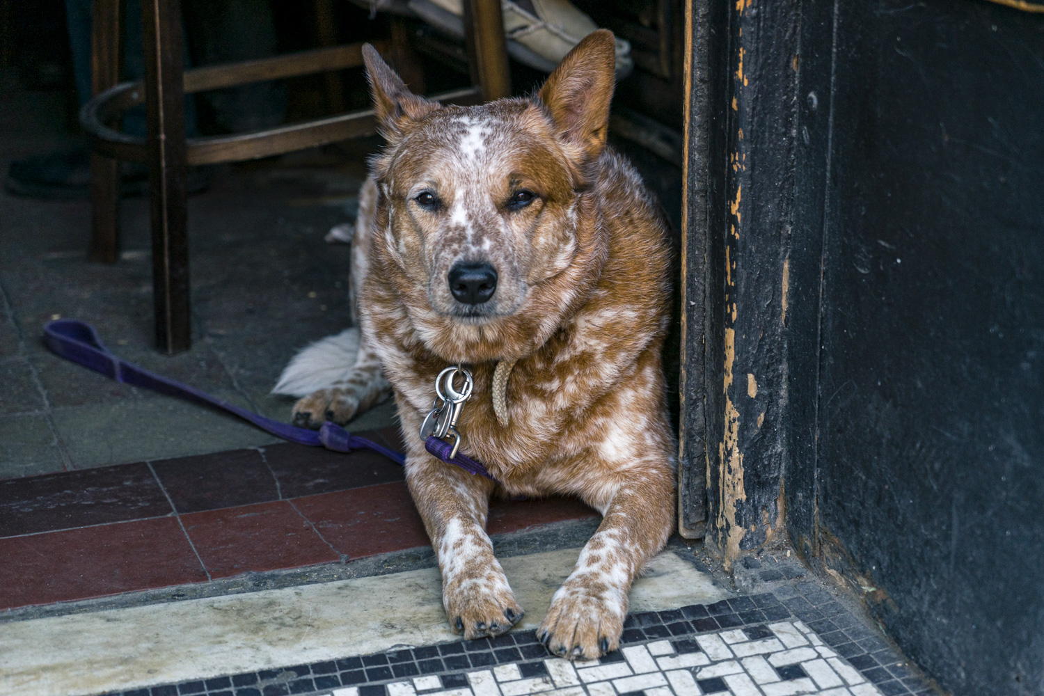 Loyal Companion – Stories from the World